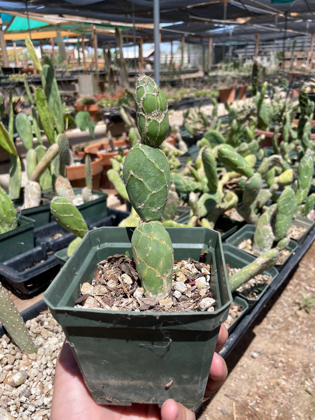 Opuntia Zebrina Reticulata Cobra Cactus - Etsy