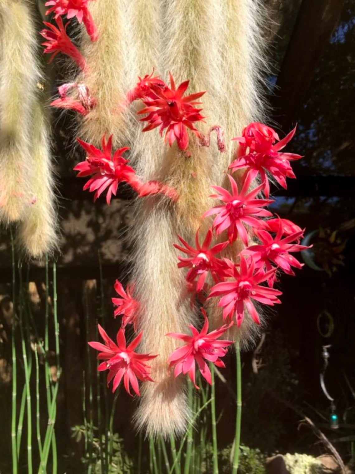 Hildewintera Colademononis Monkey Tail Cactus Seeds Super - Etsy