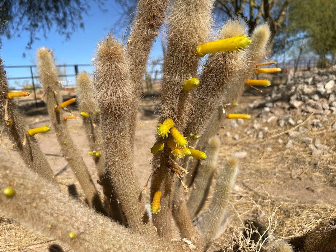 Cephalocleistocactus Ritteri Cactus Seeds - Etsy