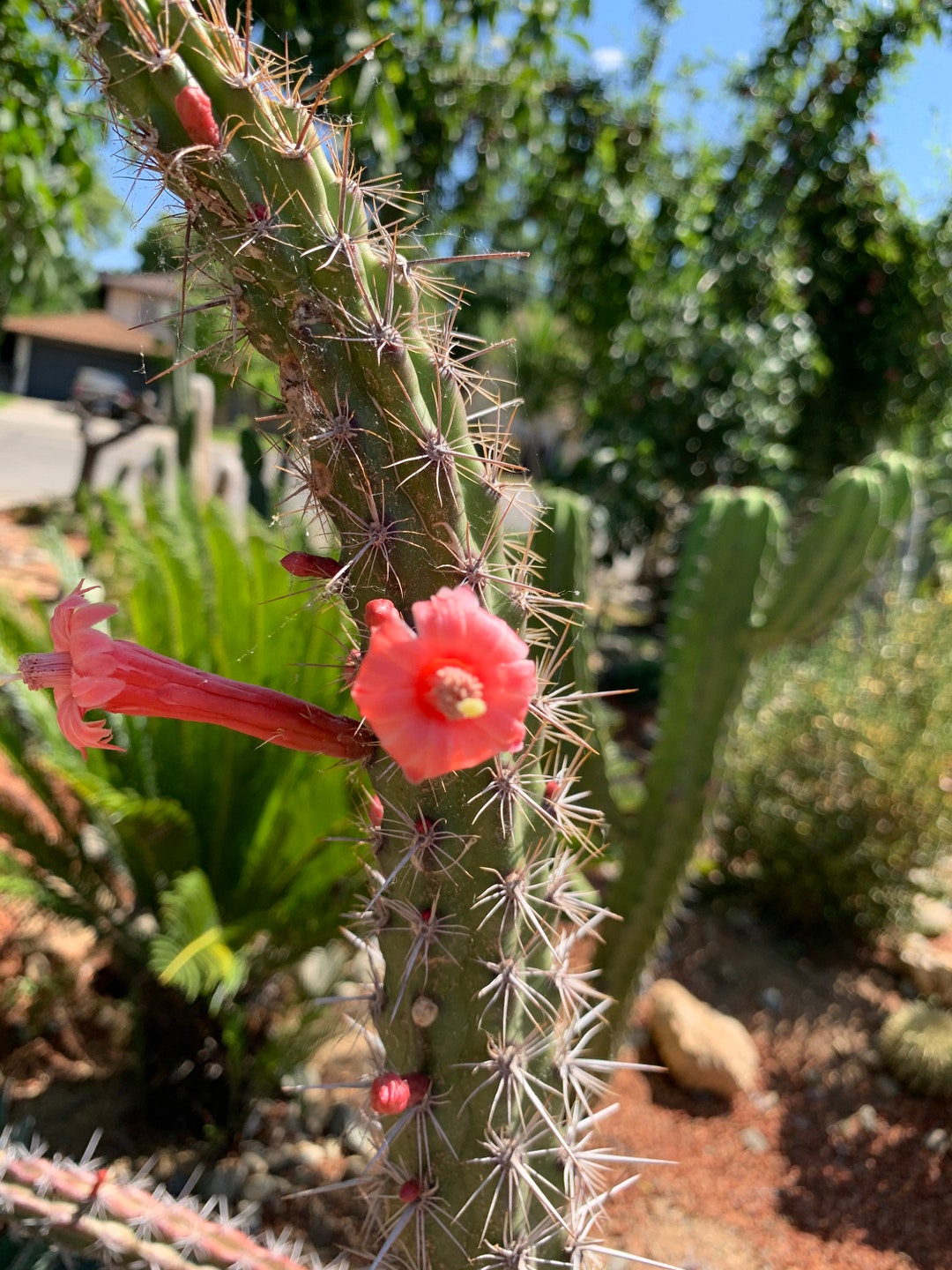 Stenocereus Alamosensis - Octopus Cactus Seeds - Etsy