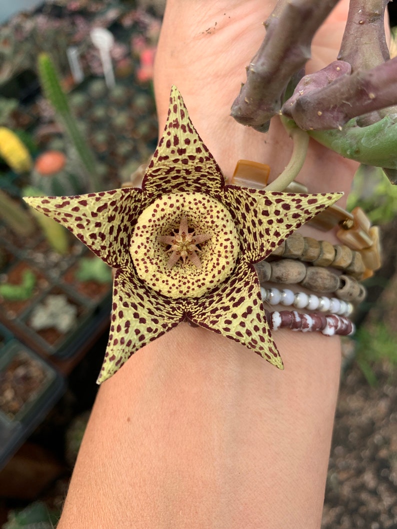Succulents Stapelia orbea variegata seed grown Home & Hobby etna.com.pe