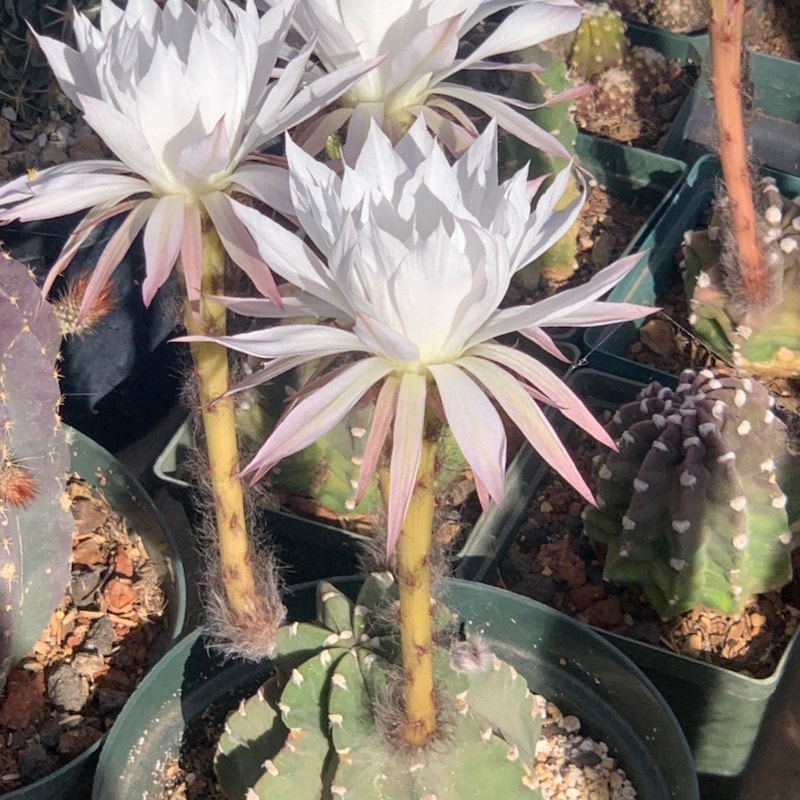 Domino Cactus - Etsy