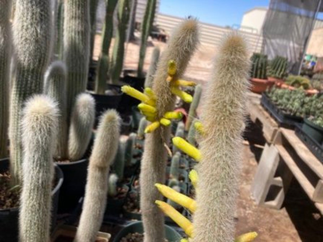 Cephalocleistocactus Ritteri Cactus Seeds - Etsy