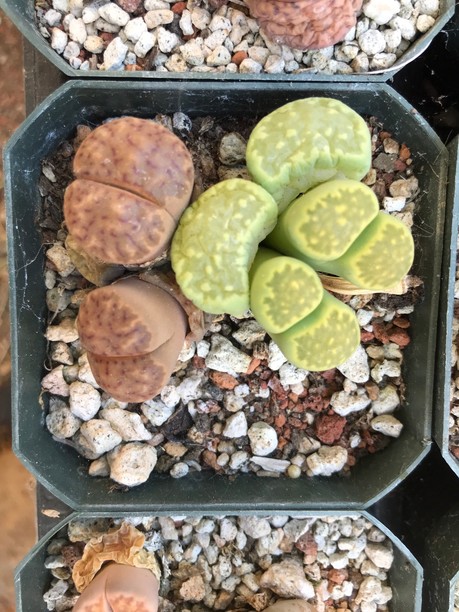 Lithop Seeds Assorted Species and Hybrids - Etsy