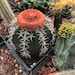 Cephalocleistocactus Ritteri Cactus Seeds - Etsy