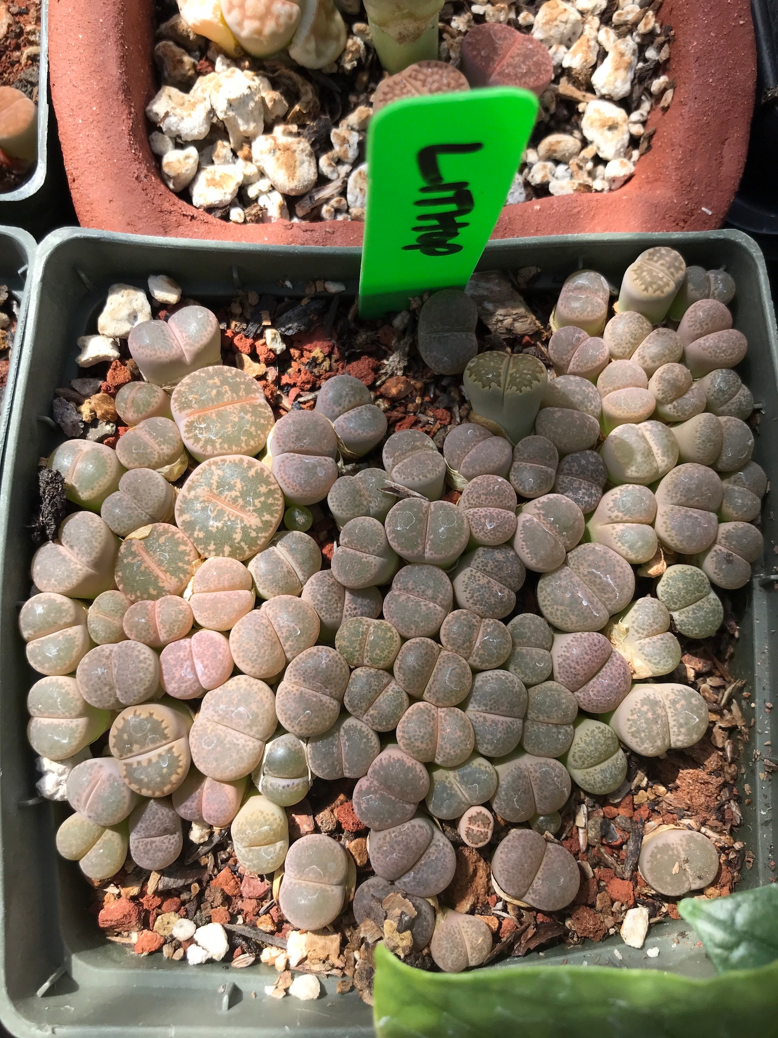 Lithop Seeds Assorted species and hybrids | Etsy