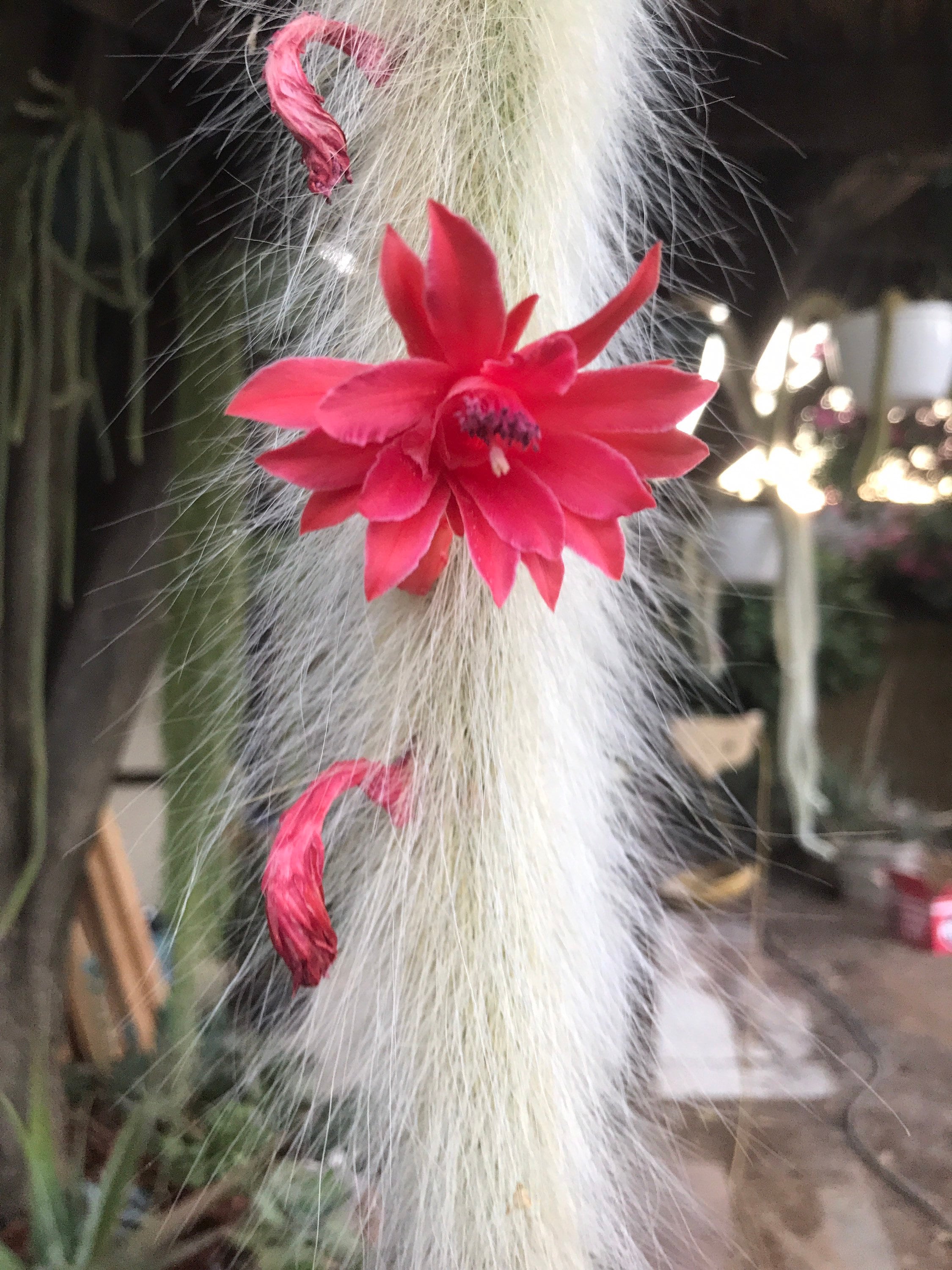 Hildewintera Colademononis Monkey Tail Cactus Seeds Grown - Etsy