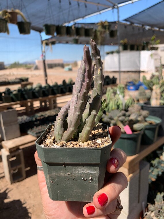 Succulents Stapelia orbea variegata seed grown Home & Hobby etna.com.pe