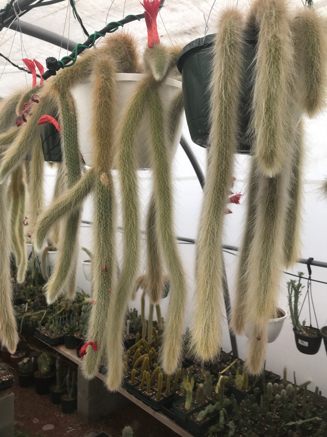 Hildewintera Colademononis - Monkey Tail Cactus Seeds - Grown in the ...