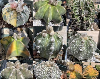 4 Mini Cactus Plants in Plastic Planters 2 Inch Growers Pots - Etsy