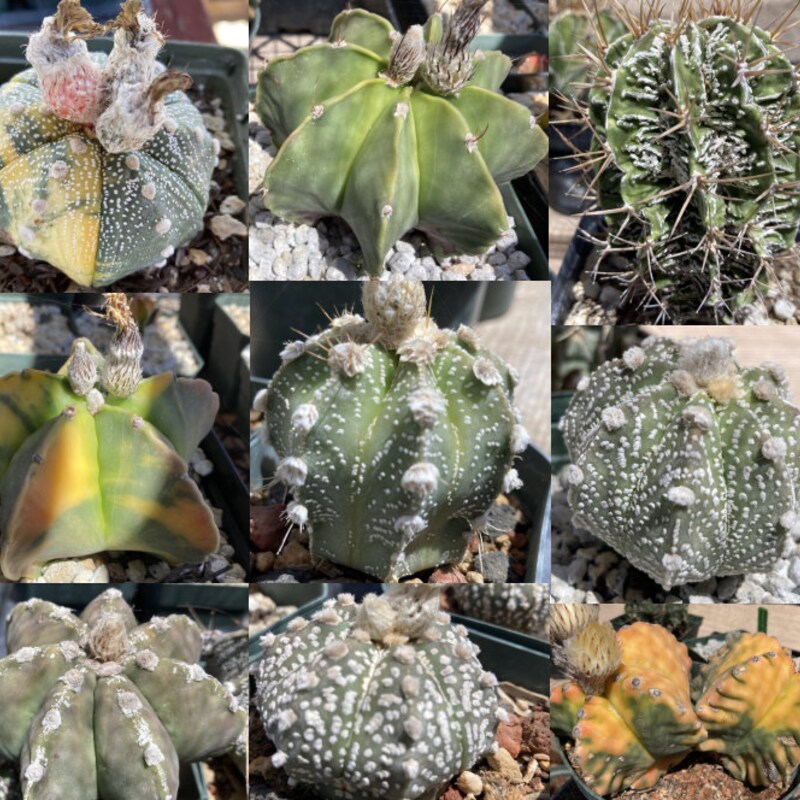 Astrophytum Seeds - Etsy