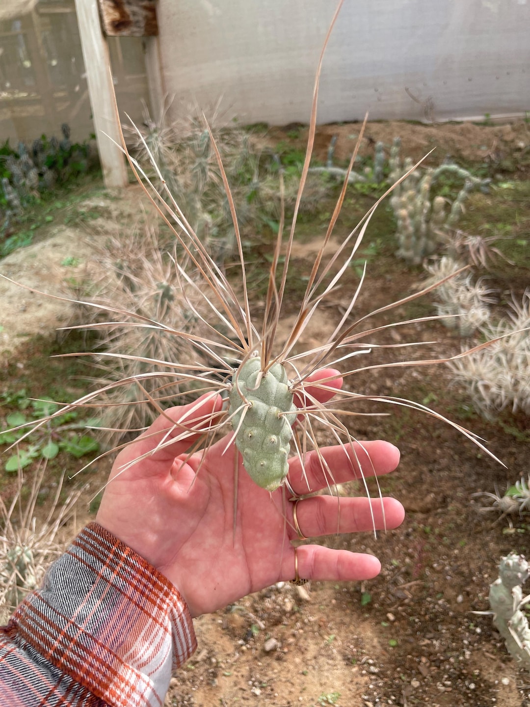 Tephrocactus Aoracanthus Var. Paediophilus Long Spine Segment - Etsy