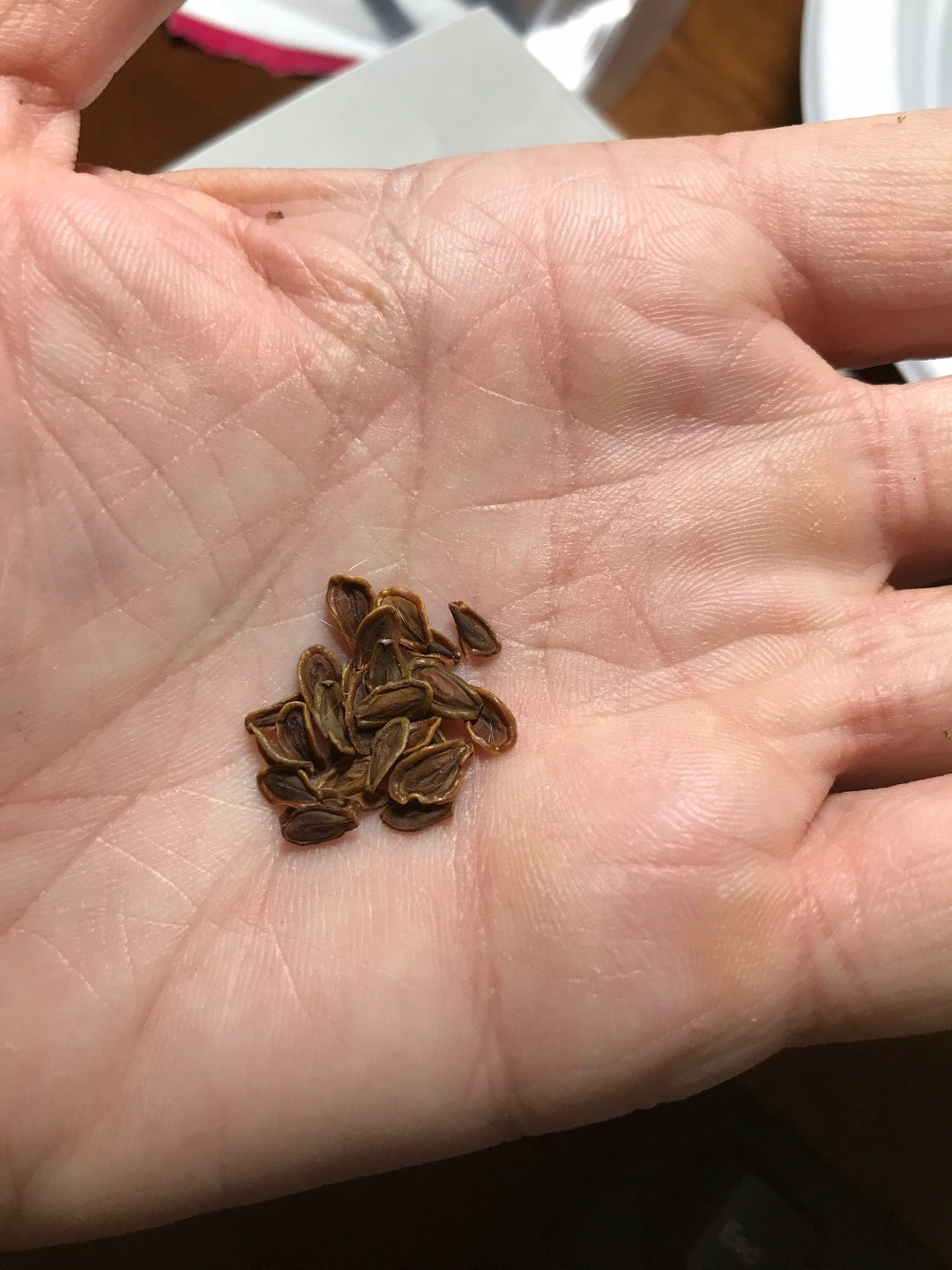 Orbea Variegata Stapelia Seeds - Etsy