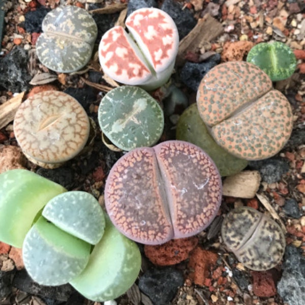 Lithops Live Plant - Etsy