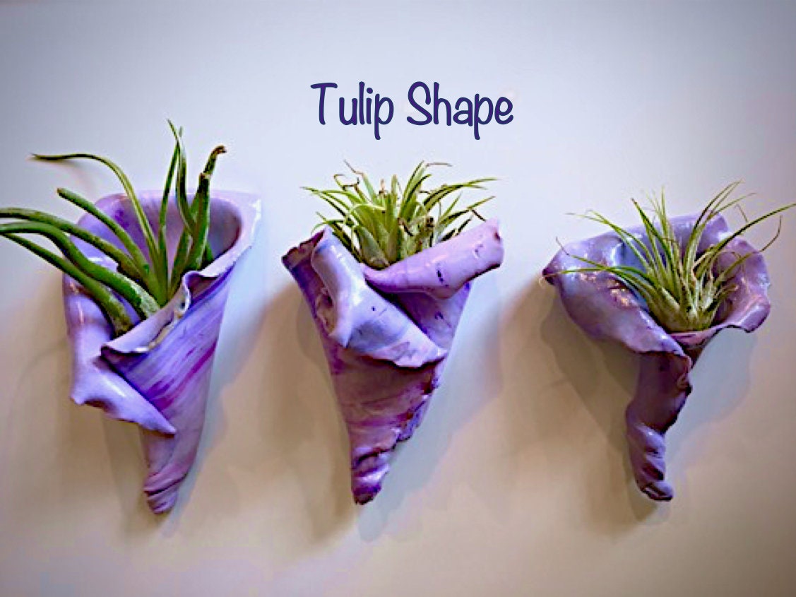 Magnetic Air Plant Holder - Etsy