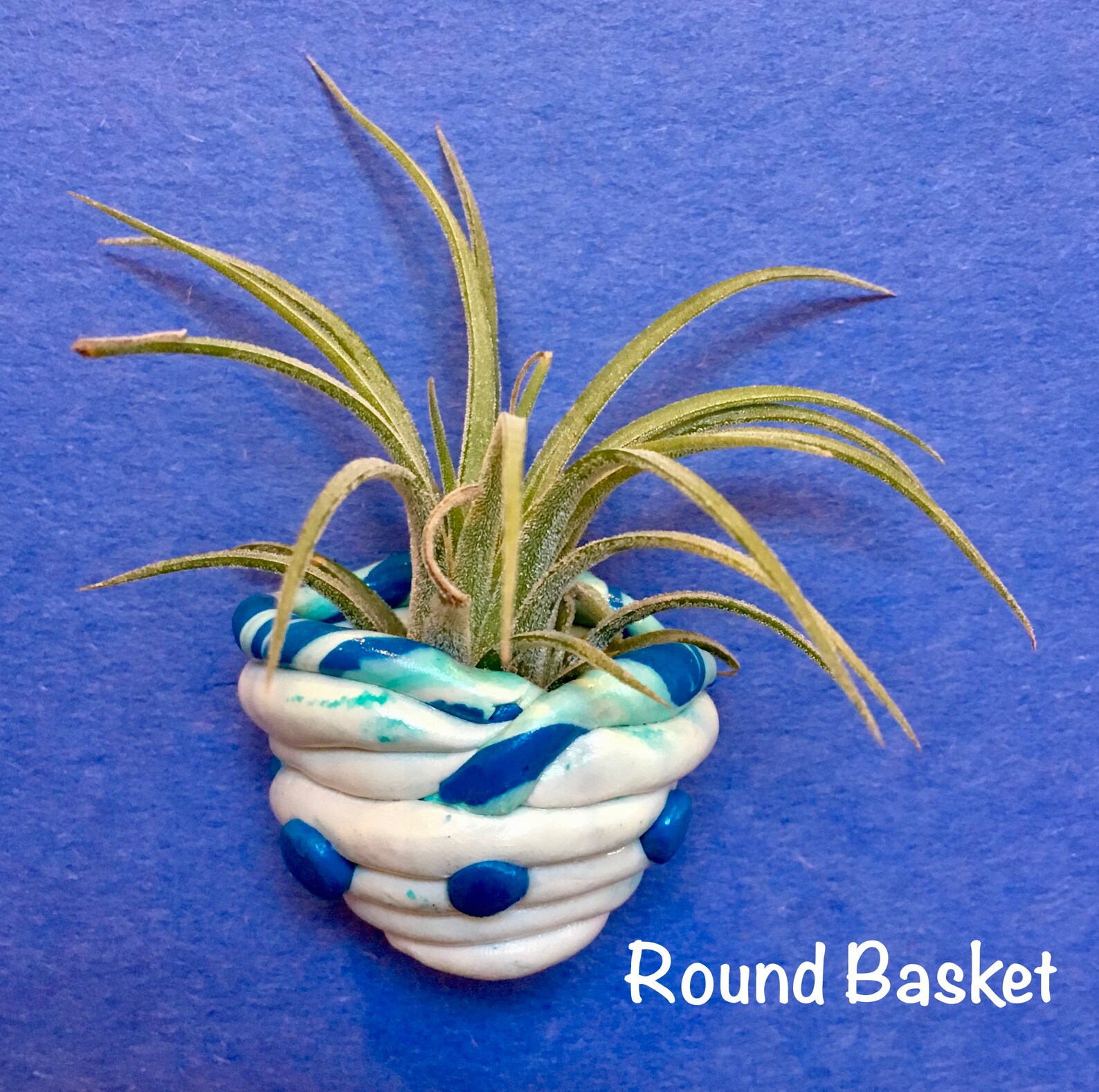 Magnetic Air Plant Holder - Etsy