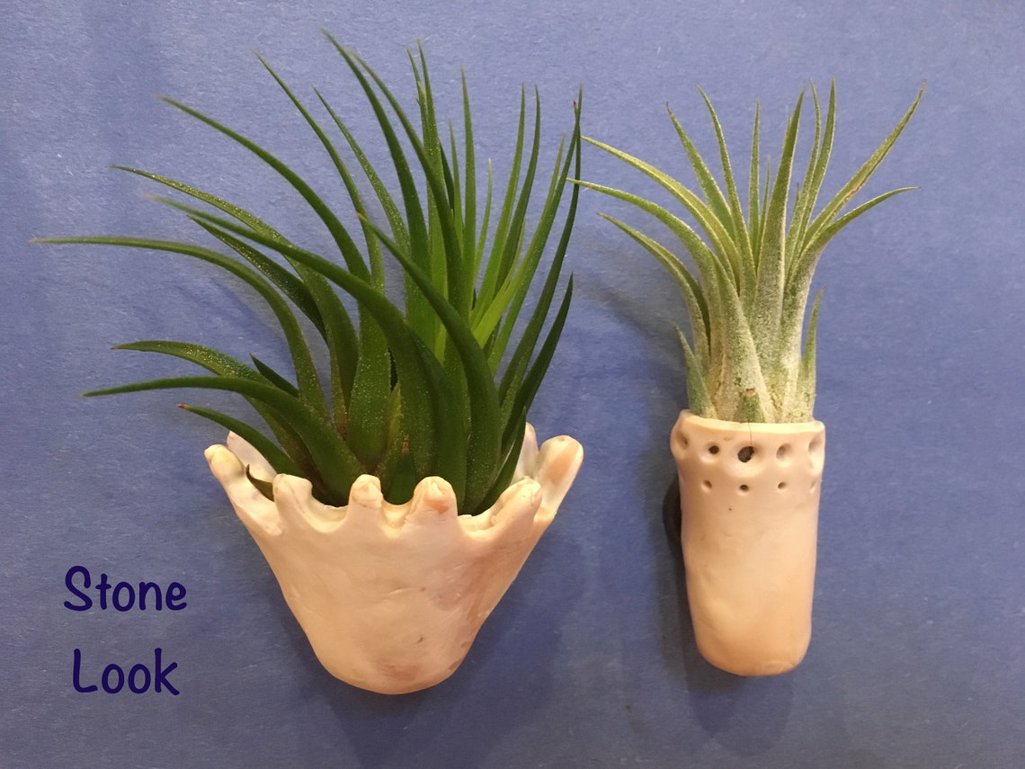 Magnetic Air Plant Holder - Etsy