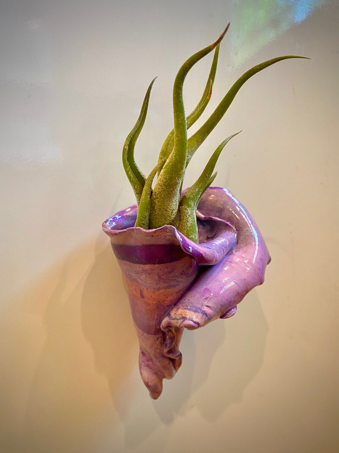 Magnetic Air Plant Holder - Etsy