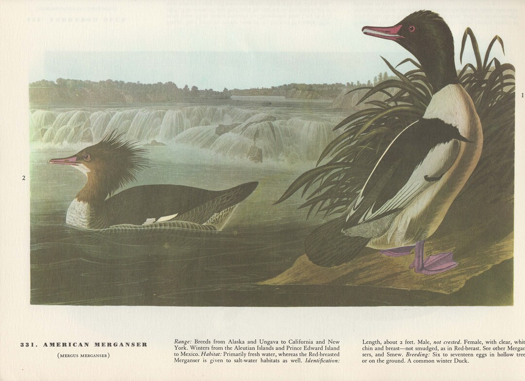 Ex-libris Audubon 331. Harle américain et 332. Labrador Duck page de ...