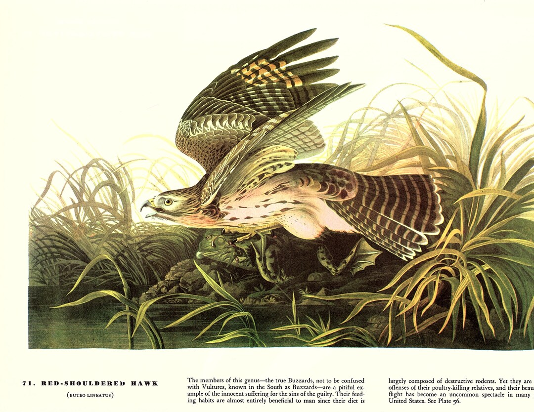 Audubon Bookplate 71. Red-shouldered Hawk and 72. Swallow-tailed Kite 2 ...