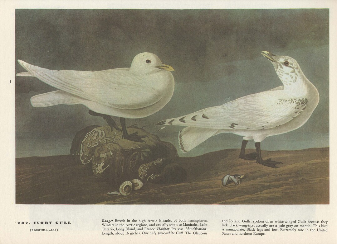 Ex-libris Audubon 287. Mouette ivoire et 288. Lesser Yellow-Legs 2 page ...
