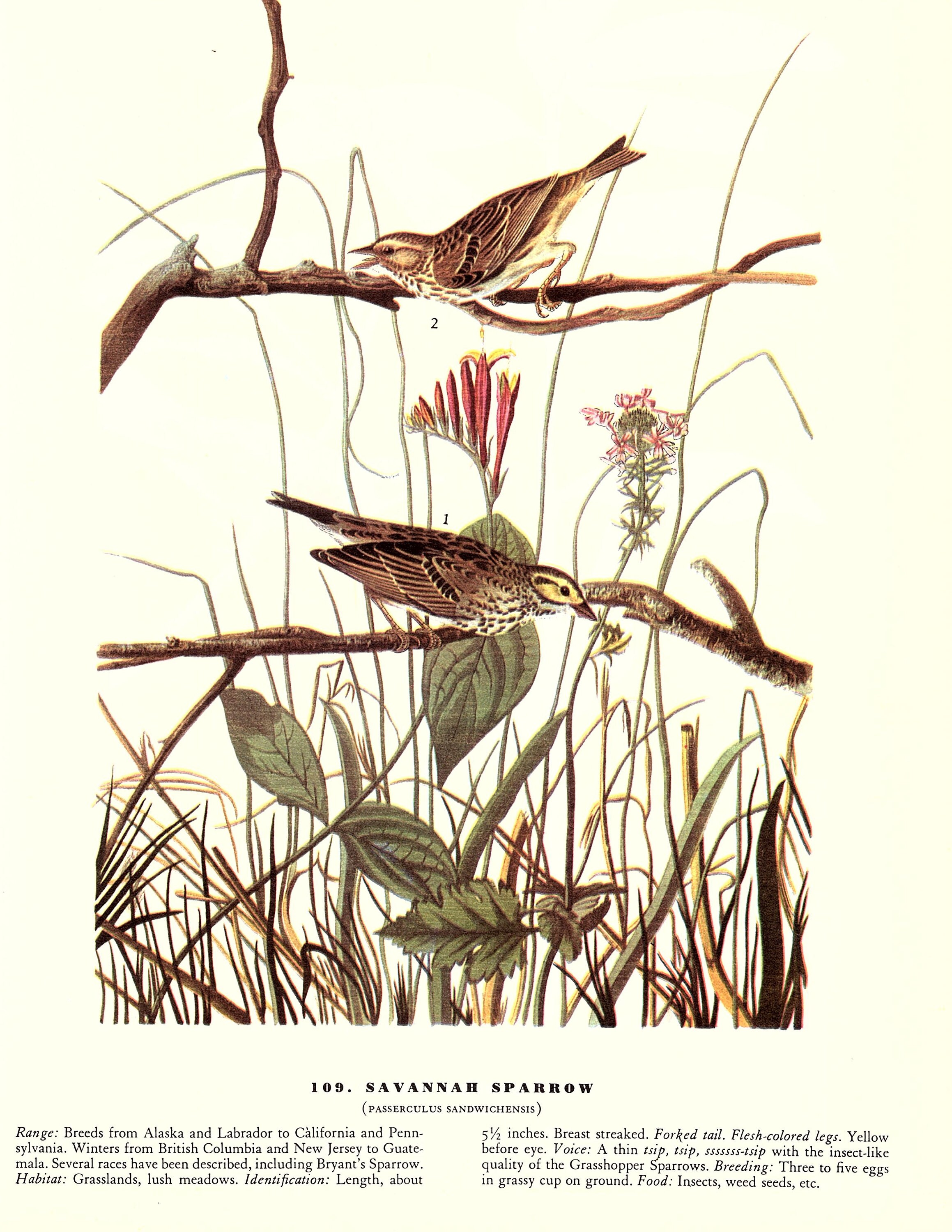 Audubon Ex-libris 109. Savannah Sparrow et 110. Paruline à capuchon 2 ...