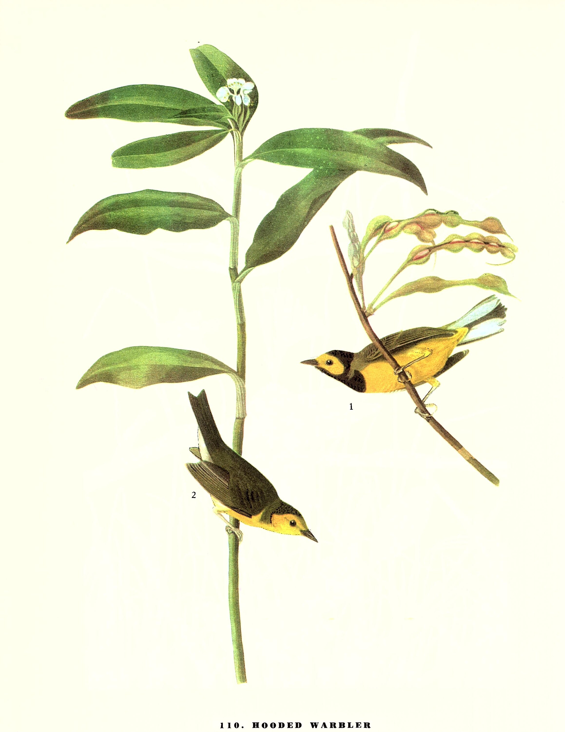 Audubon Ex-libris 109. Savannah Sparrow et 110. Paruline à capuchon 2 ...