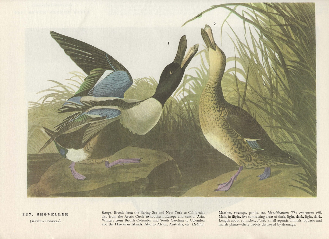 Audubon Ex-libris 327. Shoveller et 328. Black-Necked Stilt 2 pages de ...