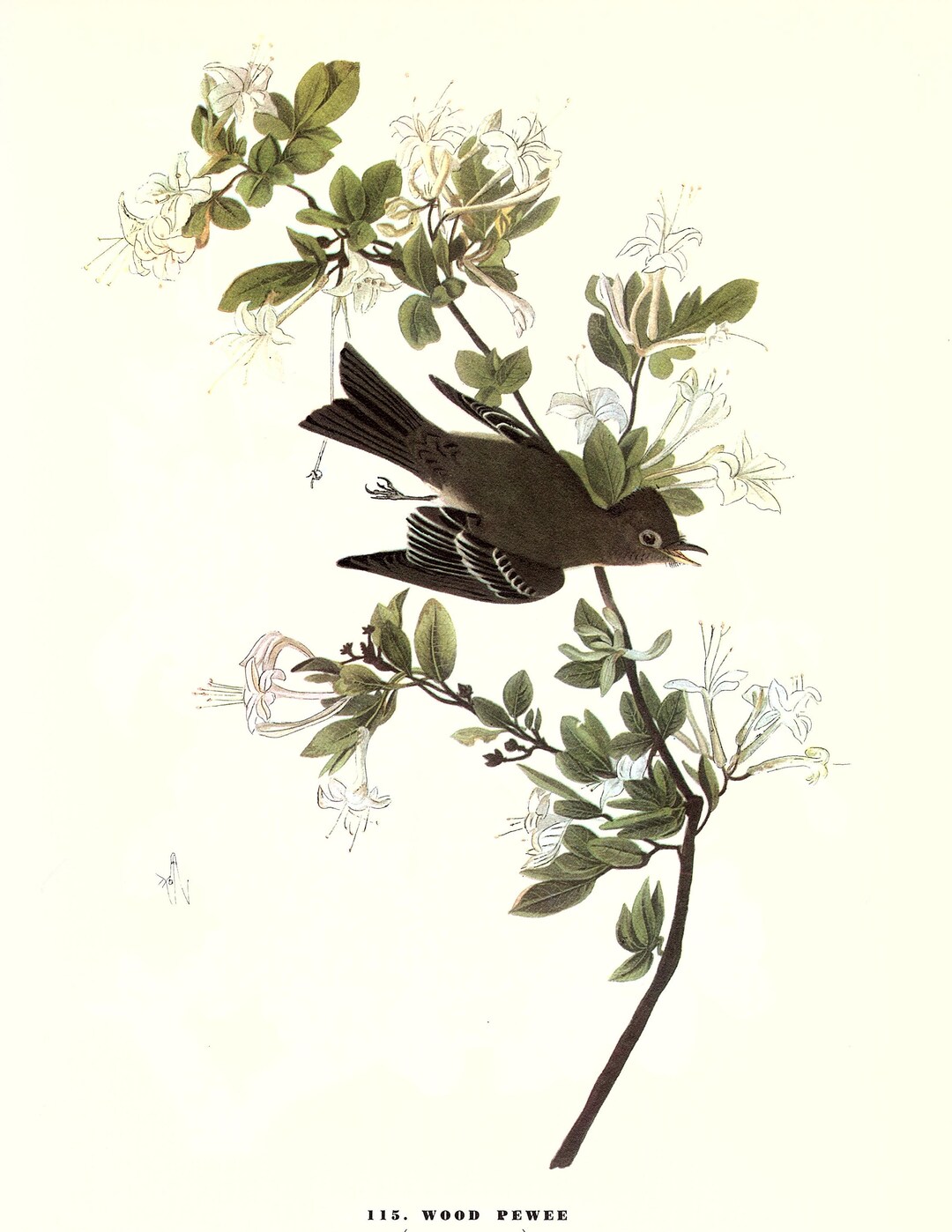 Ex-libris Audubon 115. Wood Pewee et 116. Brown Thrasher verso page de ...