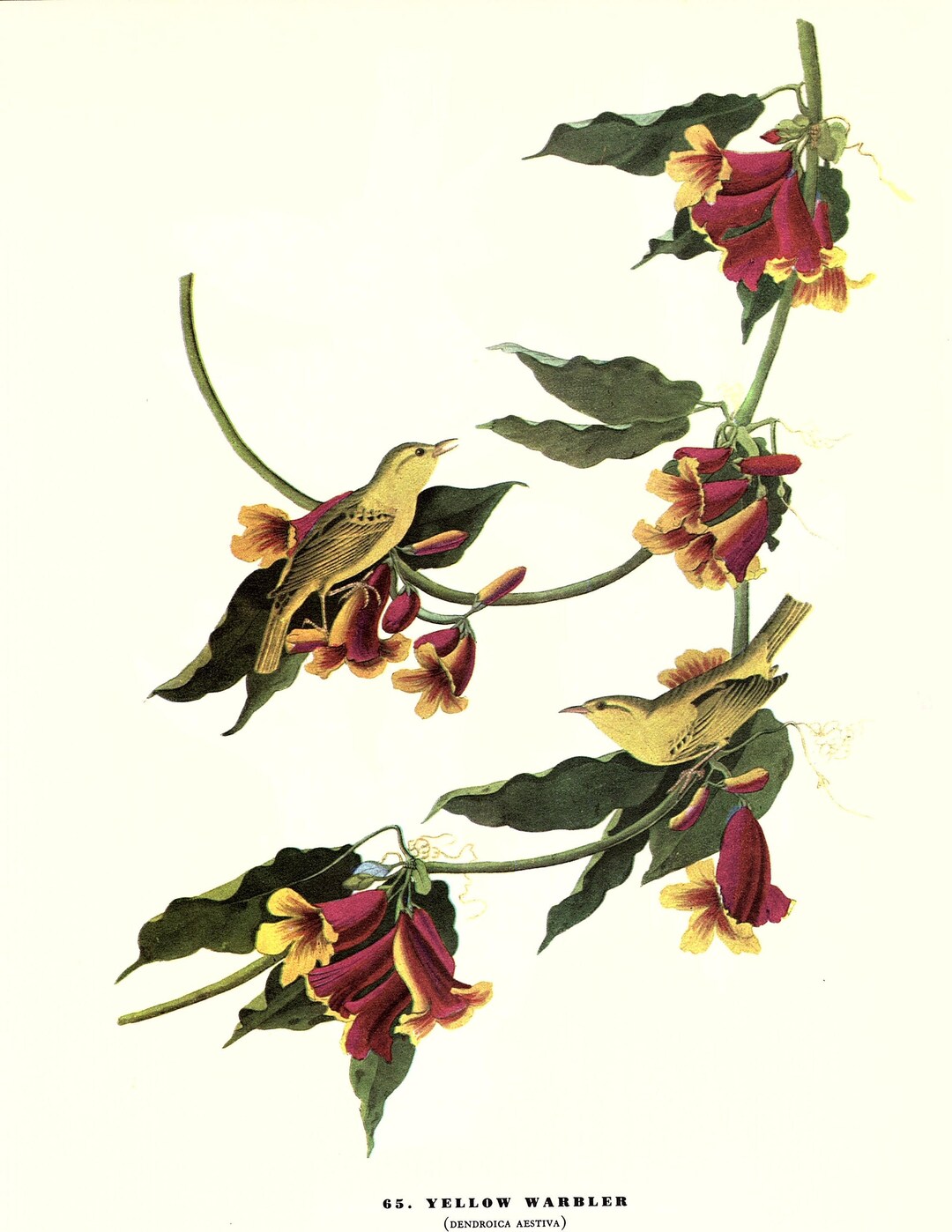 Audubon Ex-libris 65. Paruline jaune et 66. Pic à bec ivoire page de ...