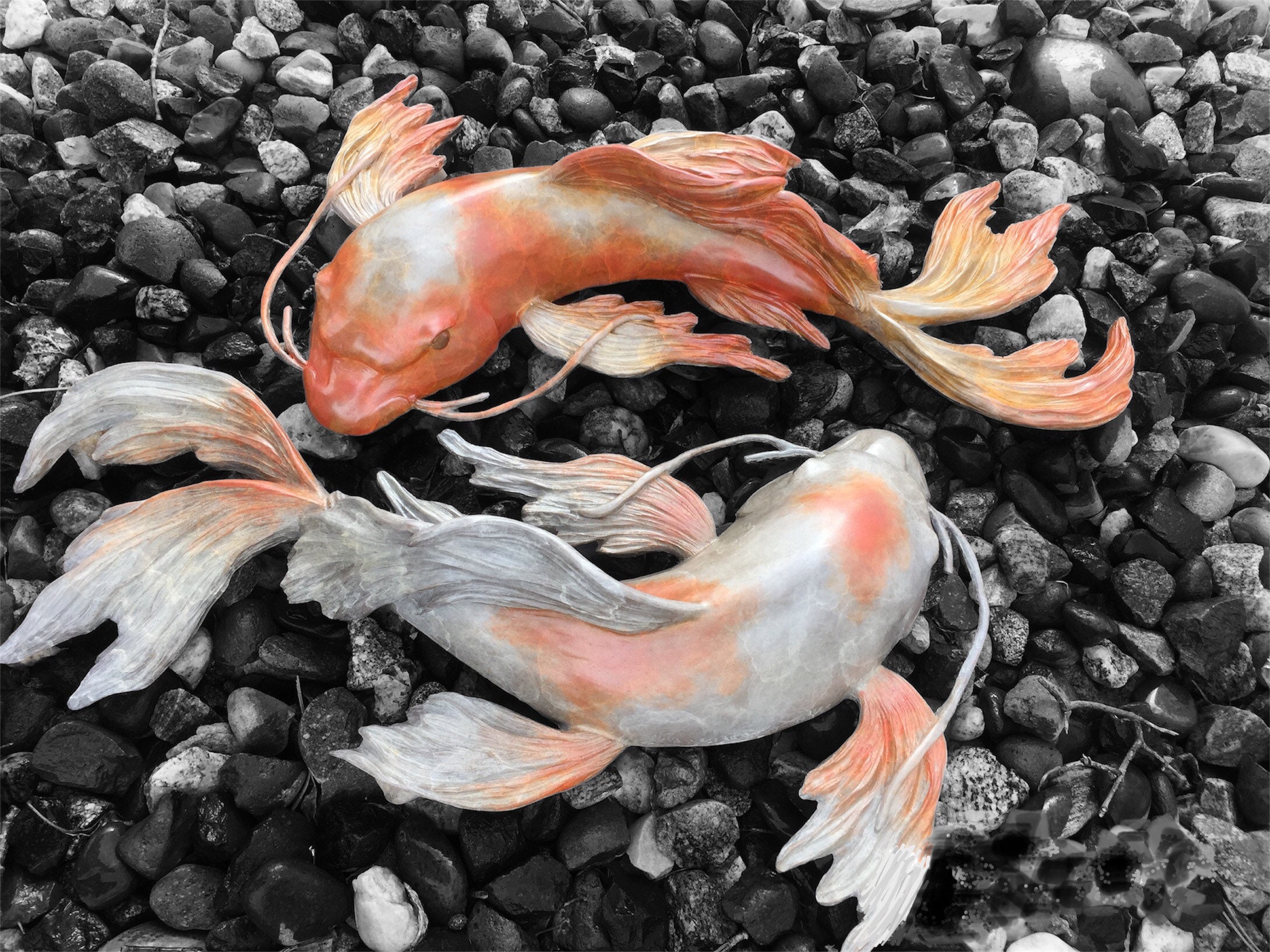 Real Butterfly Koi Fish
