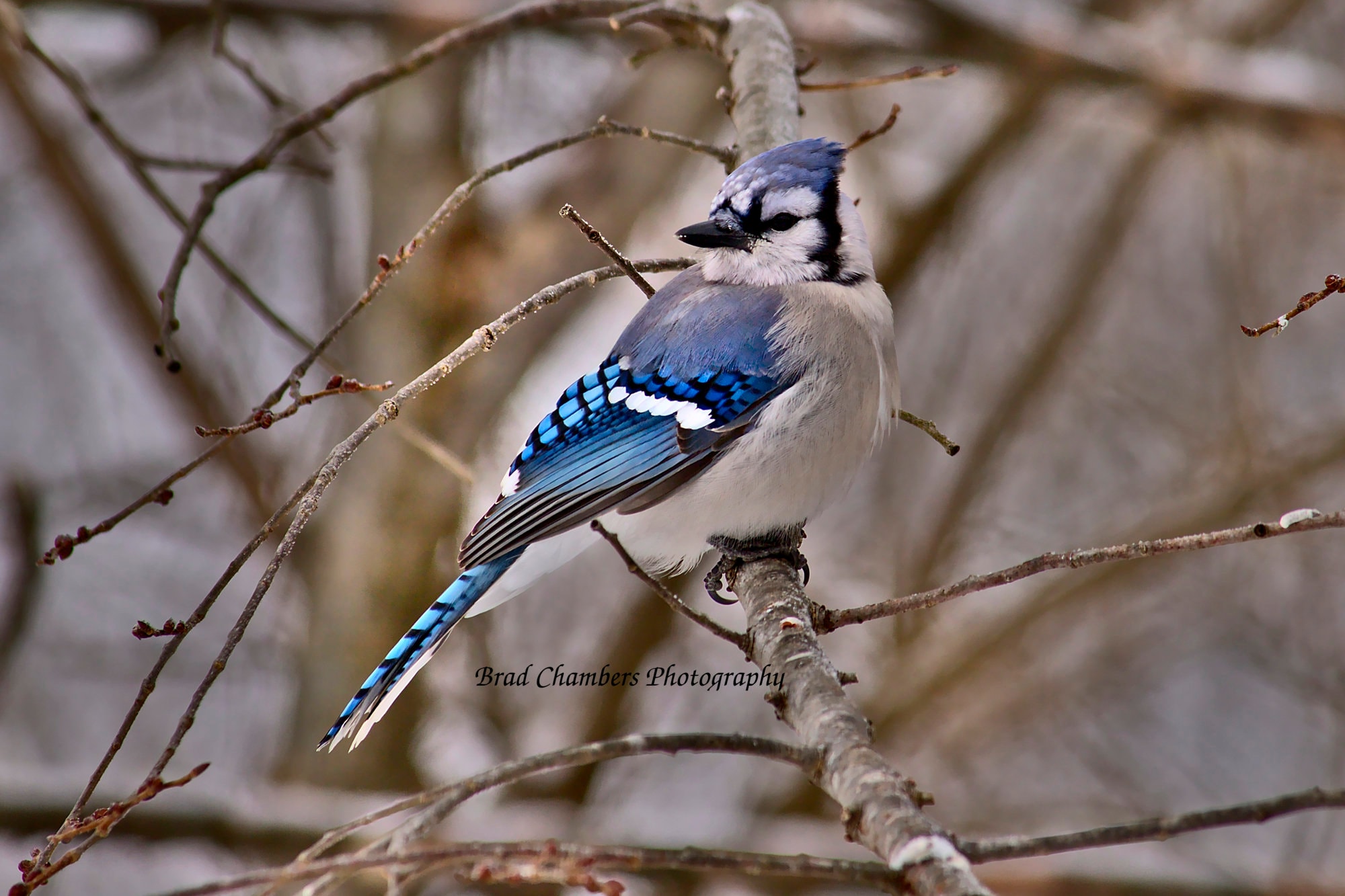 Bluejay Digital Download, Bluejay Photograph, Blue Bird Photo, Bird ...