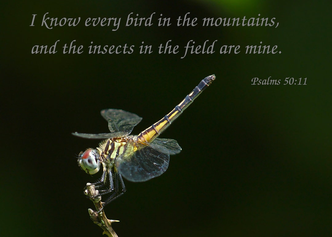 Inspirational Dragonfly Digital Download,bible Verse, Inspirational ...