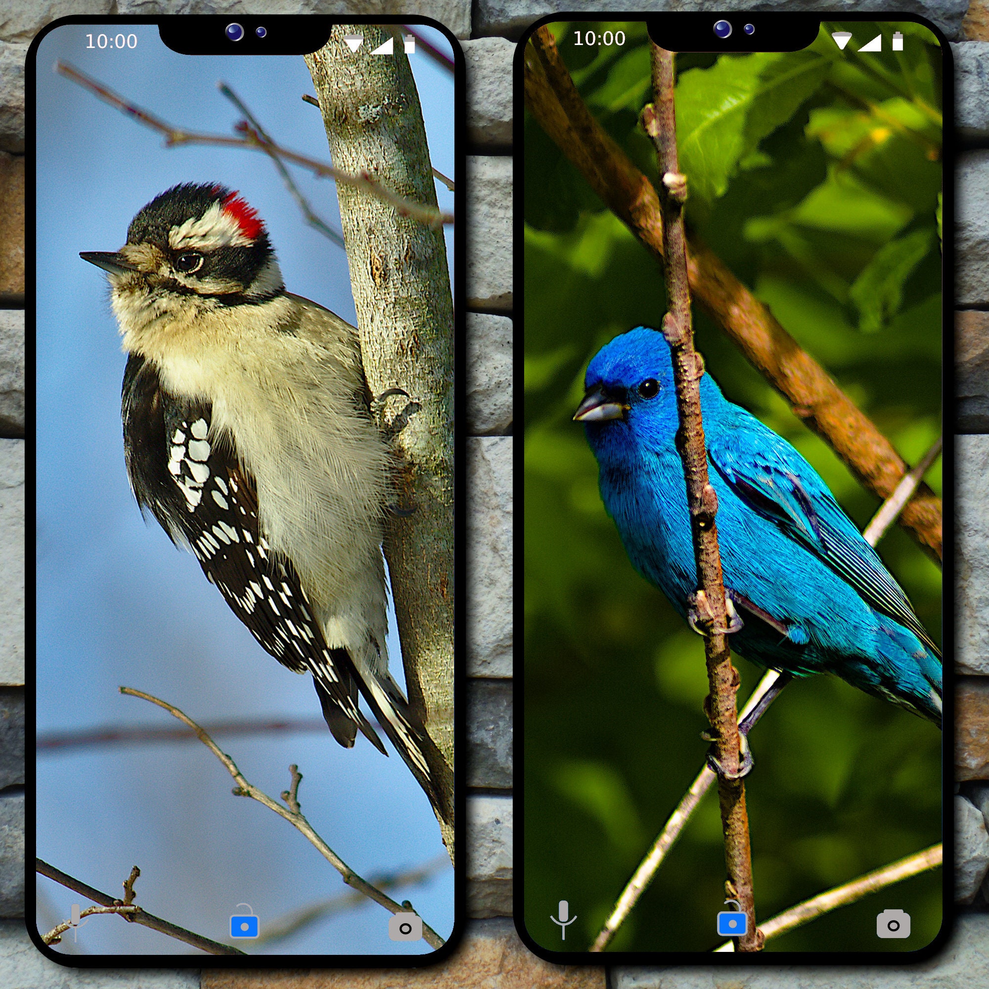 Cell Phone Wallpaper Bundle, Bird Wallpapers, Android Wallpapers ...