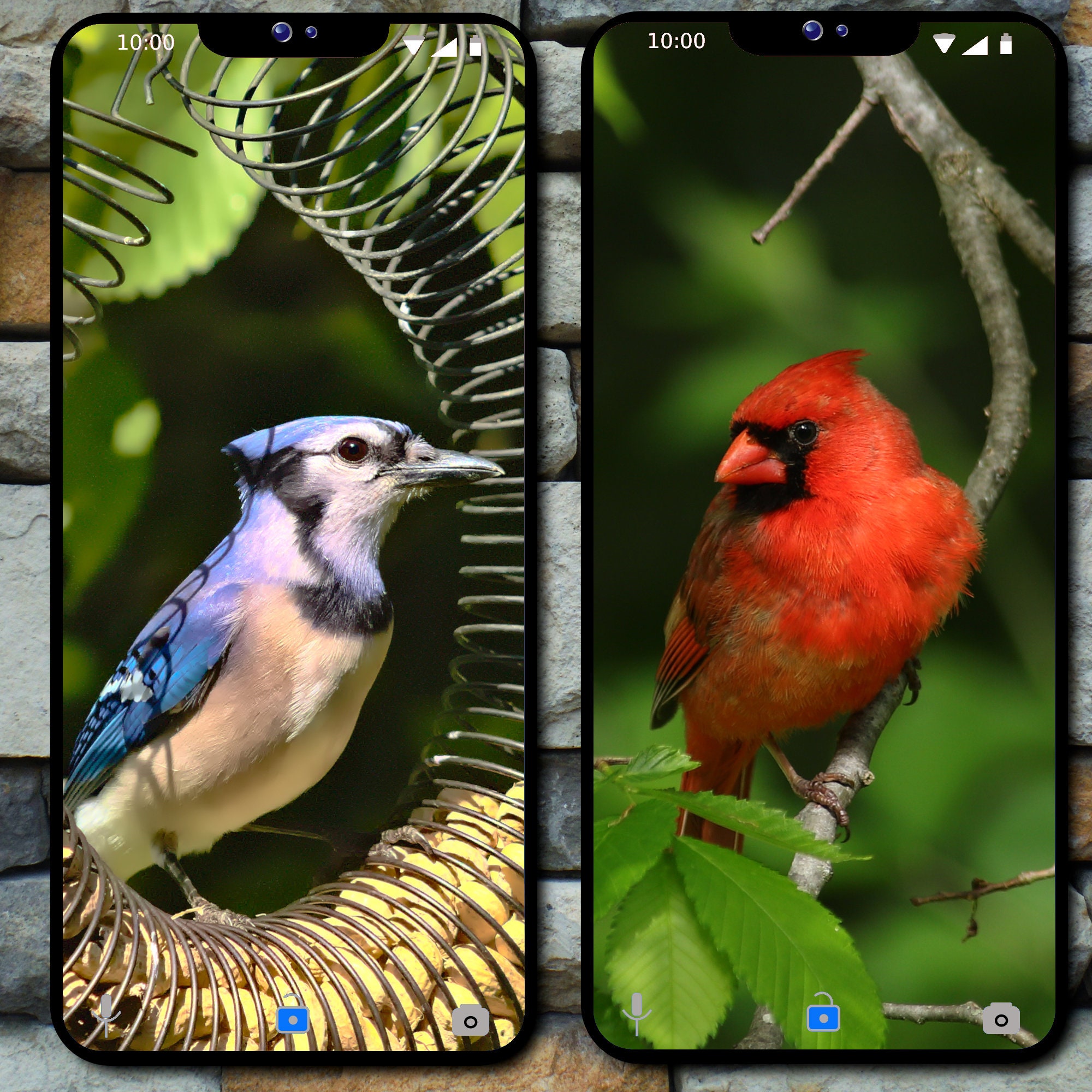 Cell Phone Wallpaper Bundle, Bird Wallpapers, Android Wallpapers ...