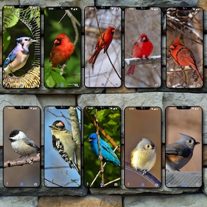 Cell Phone Wallpaper Bundle, Bird Wallpapers, Android Wallpapers ...