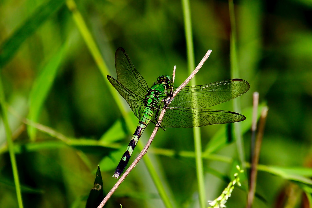 Green Darner Dragonfly Digital Download, Dragonfly Photograph, Green ...