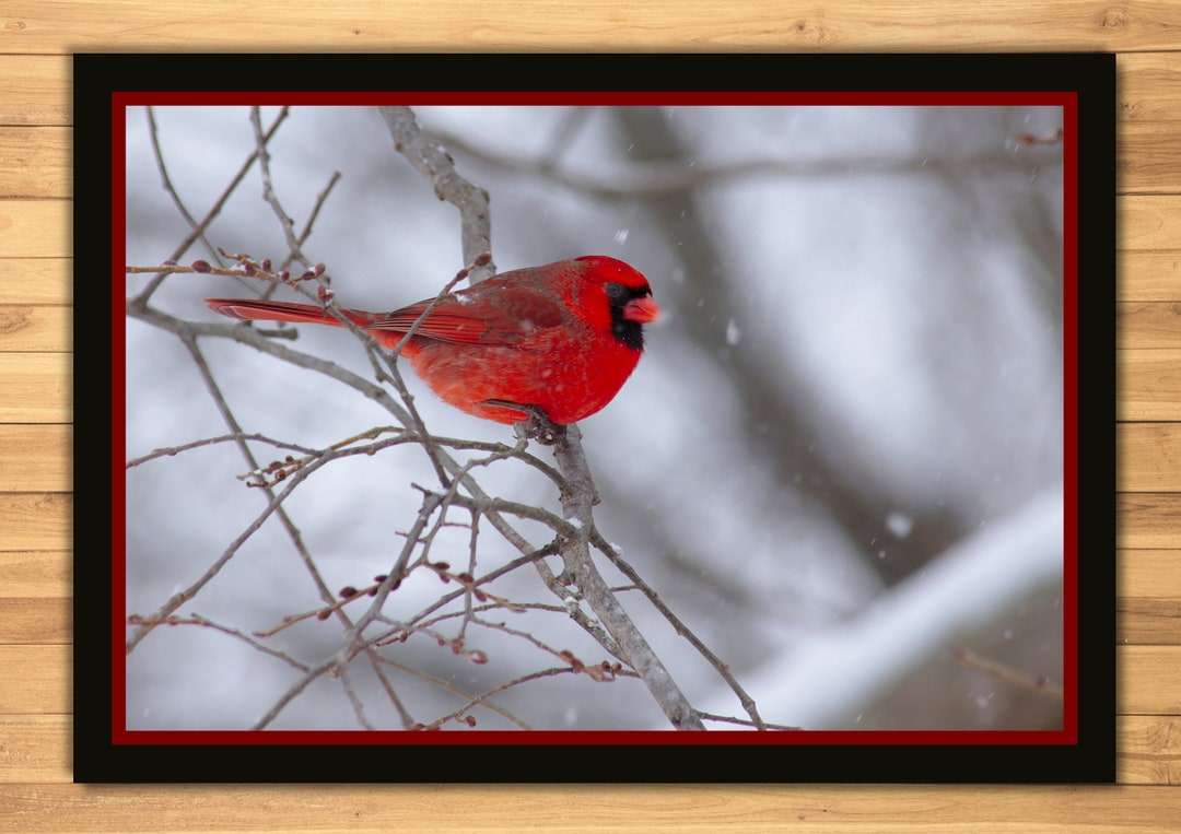 Snowy Cardinal Digital Download, Cardinal Photo, Male Cardinal ...