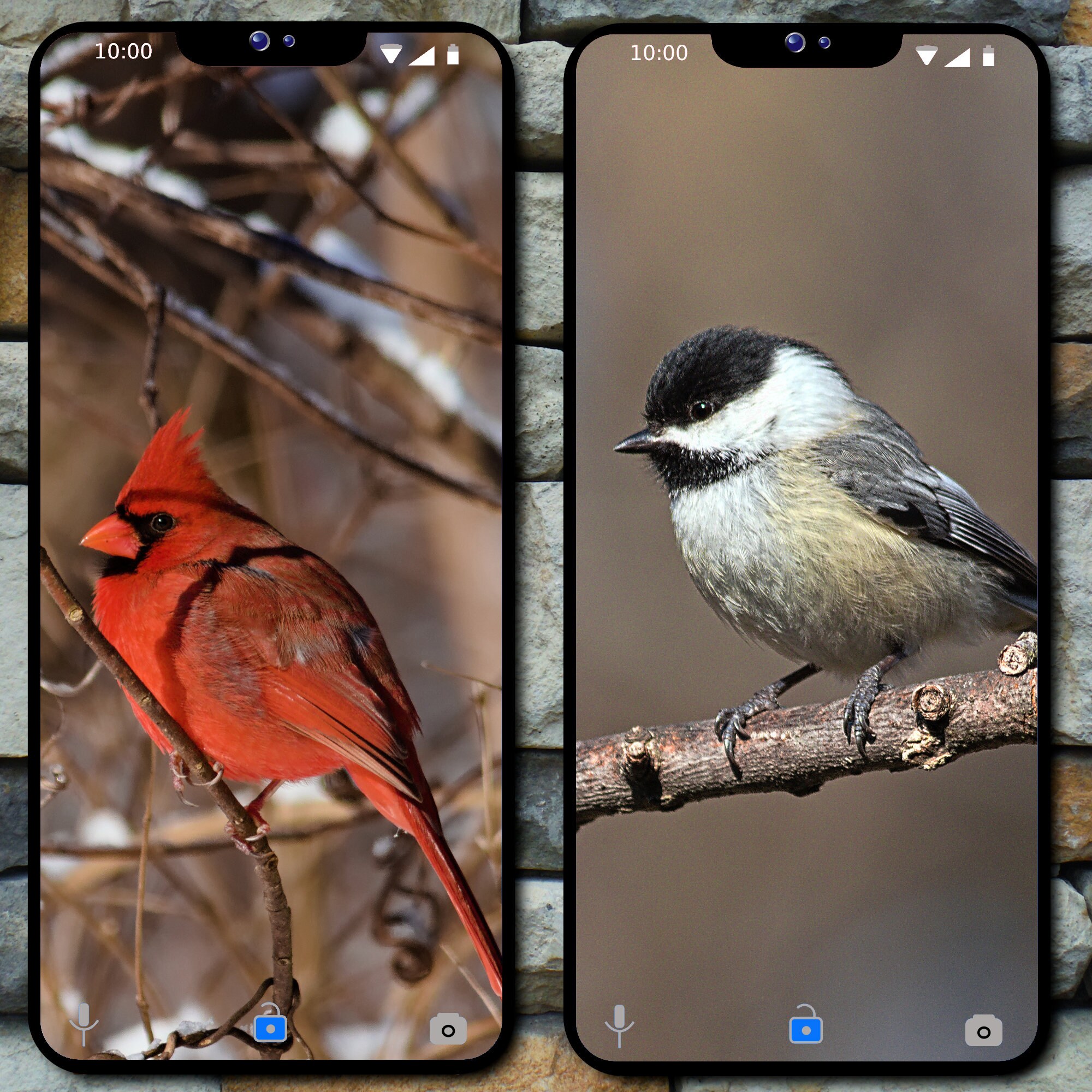 Cell Phone Wallpaper Bundle, Bird Wallpapers, Android Wallpapers ...