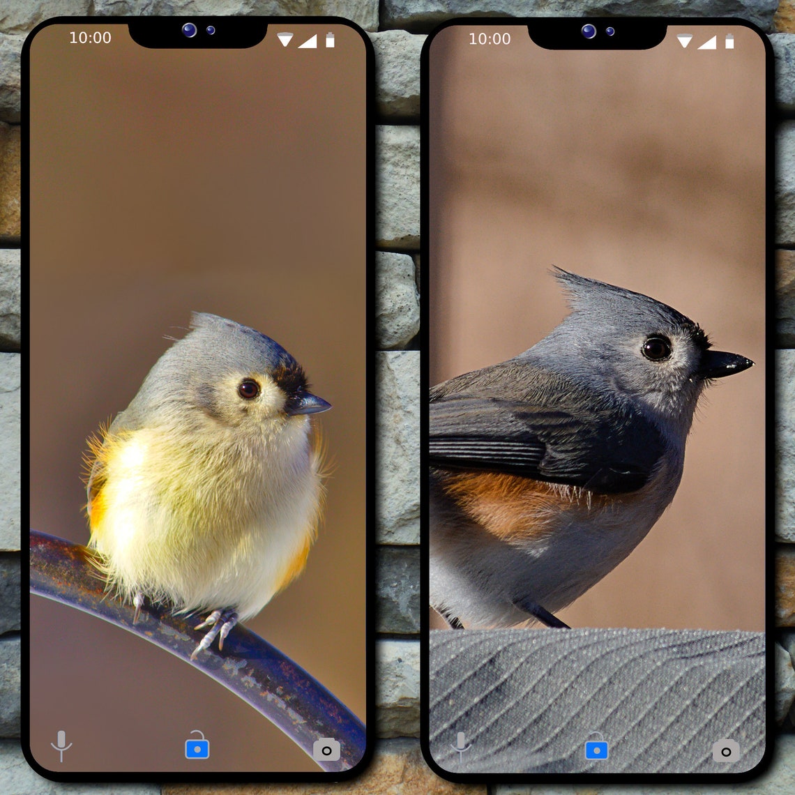 Cell Phone Wallpaper Bundle, Bird Wallpapers, Android Wallpapers ...