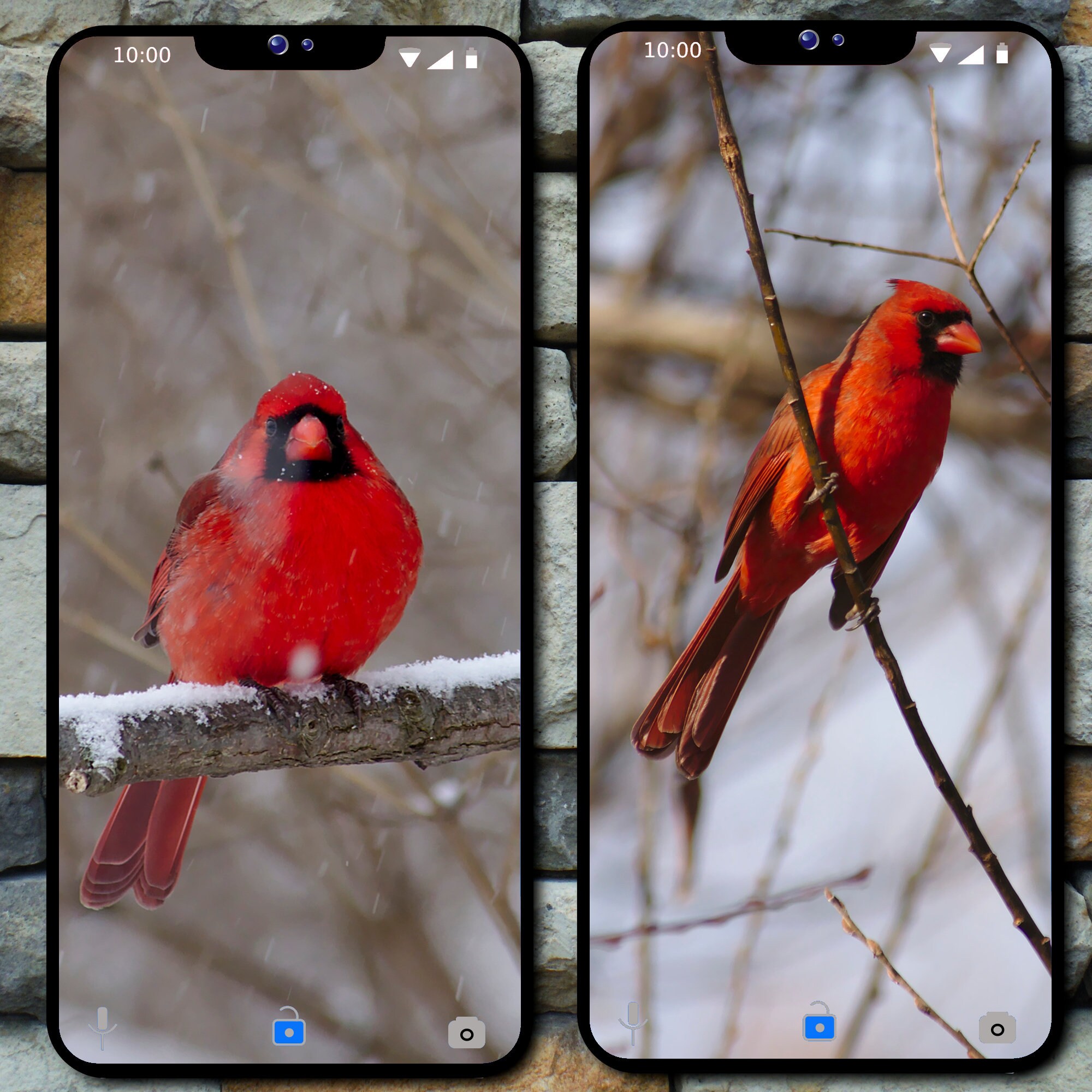 Cell Phone Wallpaper Bundle, Bird Wallpapers, Android Wallpapers ...