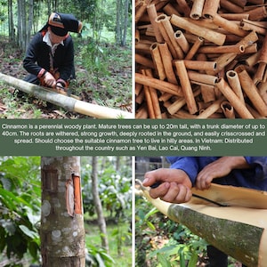 Round Cinnamon Bark Box, Spice Jar Holder With Lid, Cinnamon Canister ...