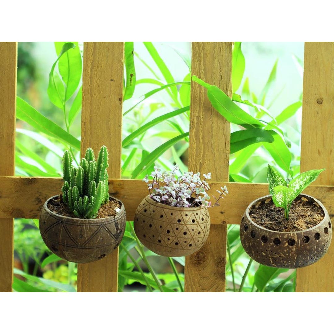 Hanging Coconut Planters | Crafted From Reclaimed Coconut Shells | With ...