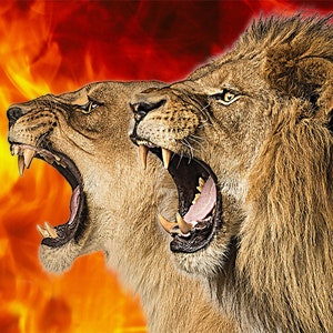 Stand & Roar - Lion-lioness Ii - Printed Harbotai Silk Flag - Etsy