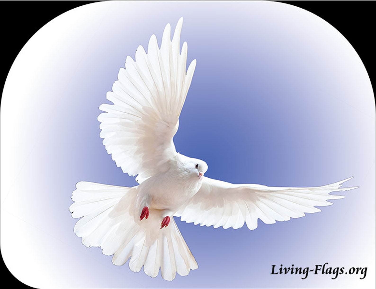 Dove (holy Spirit) Blue Radiant Background - Printed Habotai Silk Quill ...