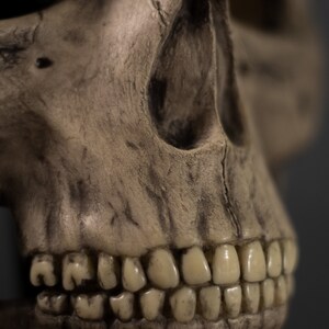 Human Skull Mask Full Face With Realistic Teeth and Bone Shape - Etsy