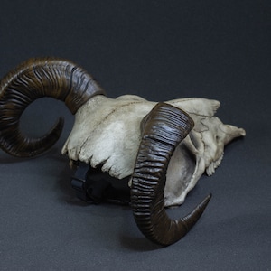 Ram Skull Mask for Cosplay, Carnival or Decor - Etsy