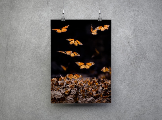 Monarch Butterfly Migration Photograph Wall Art Print | Etsy