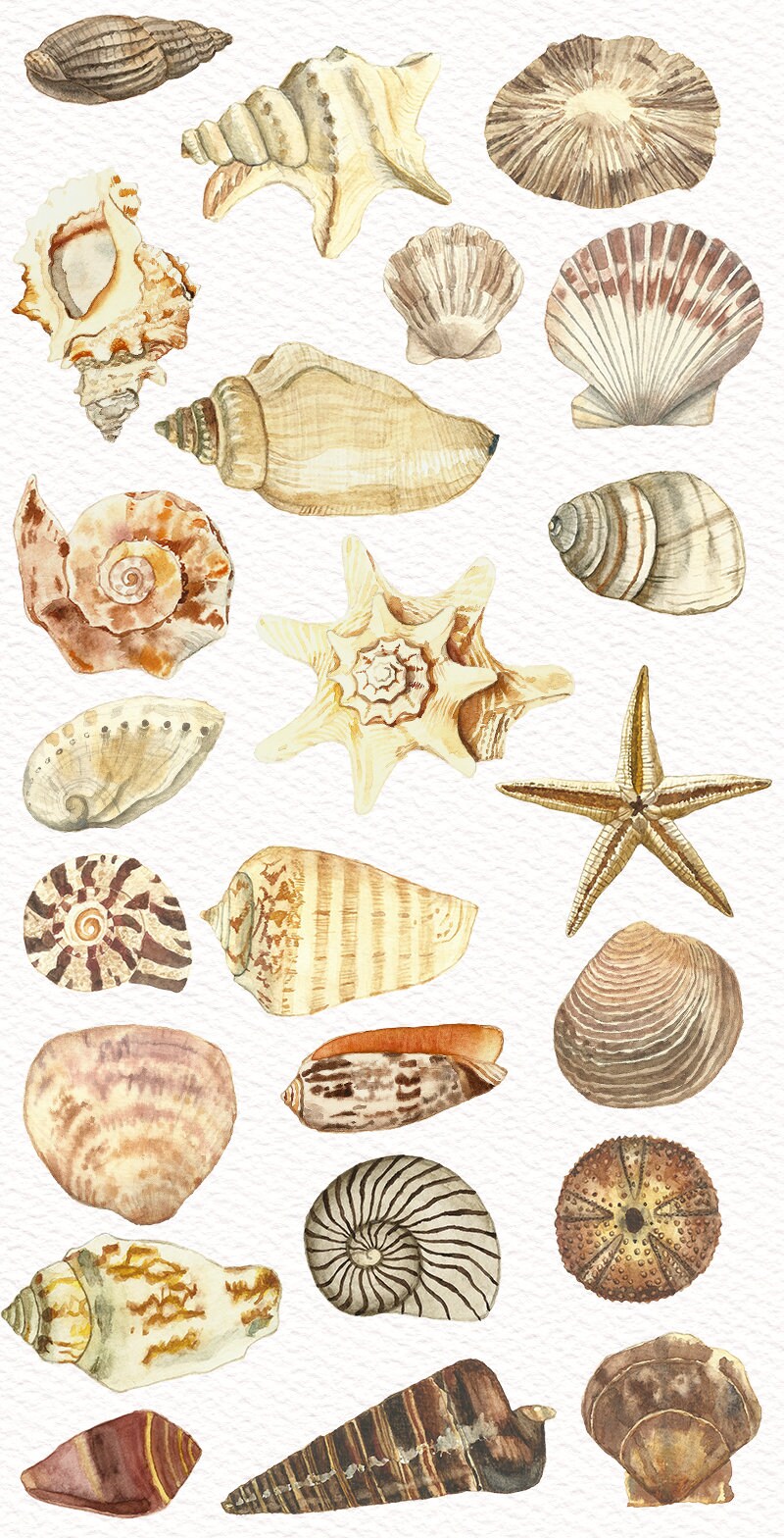 Sea Shells Watercolor Clipart Set - Etsy