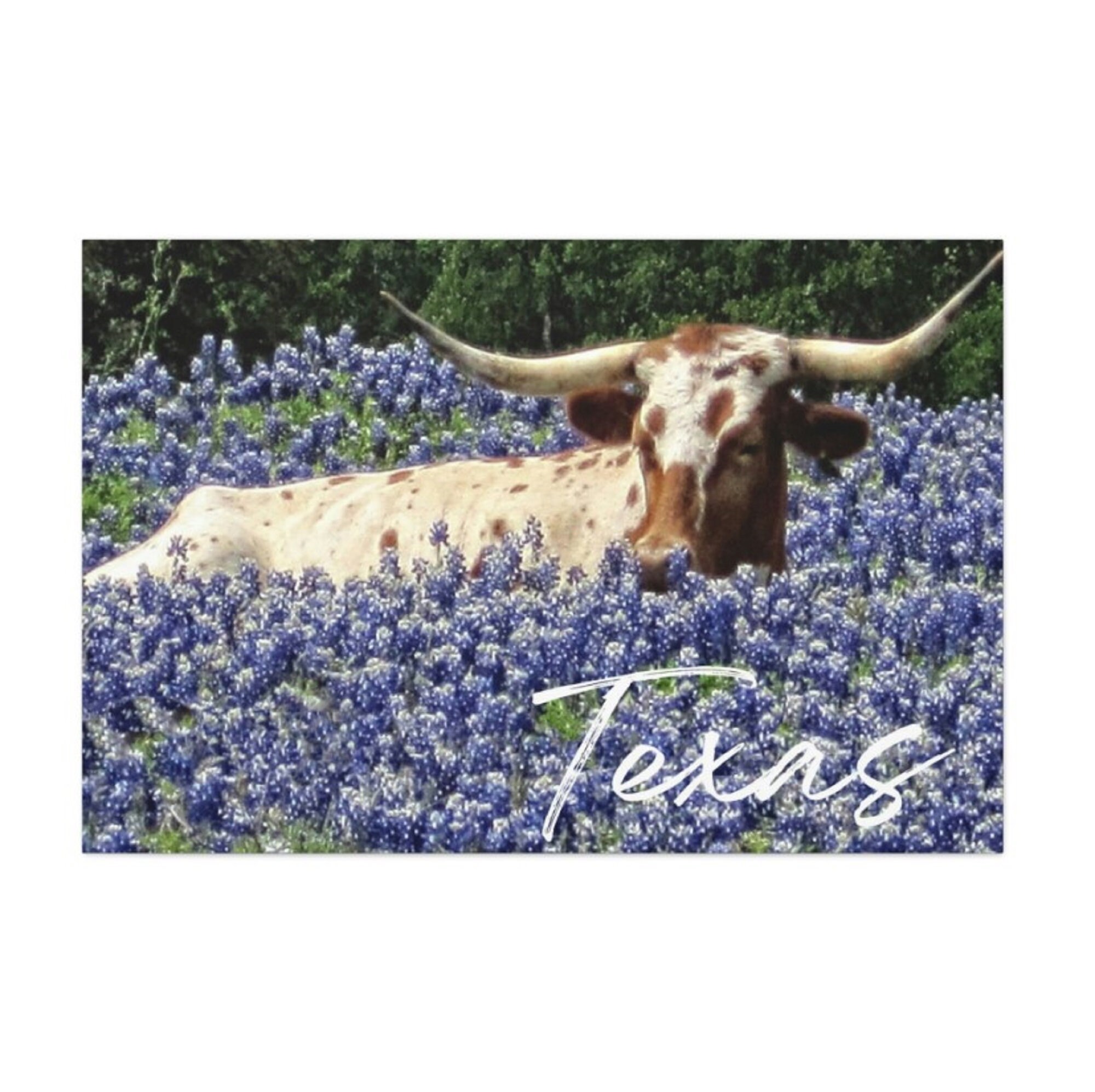 Texas Longhorn Bluebells Nature Flowers Pasture Farmhouse Farm Decor ...